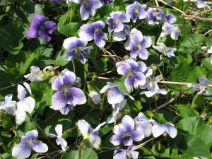 Walking into April | V E R S E I M A G E