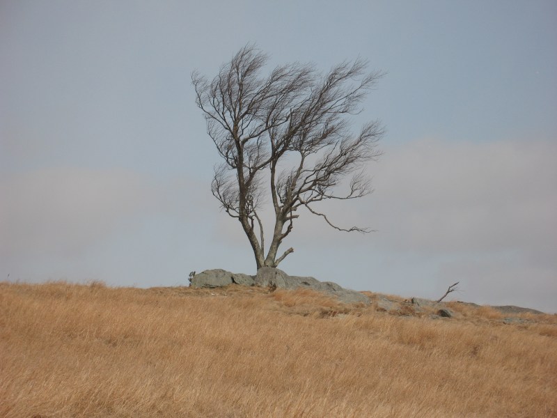 A World in Three Lines – Adrian Rice | V E R S E I M A G E