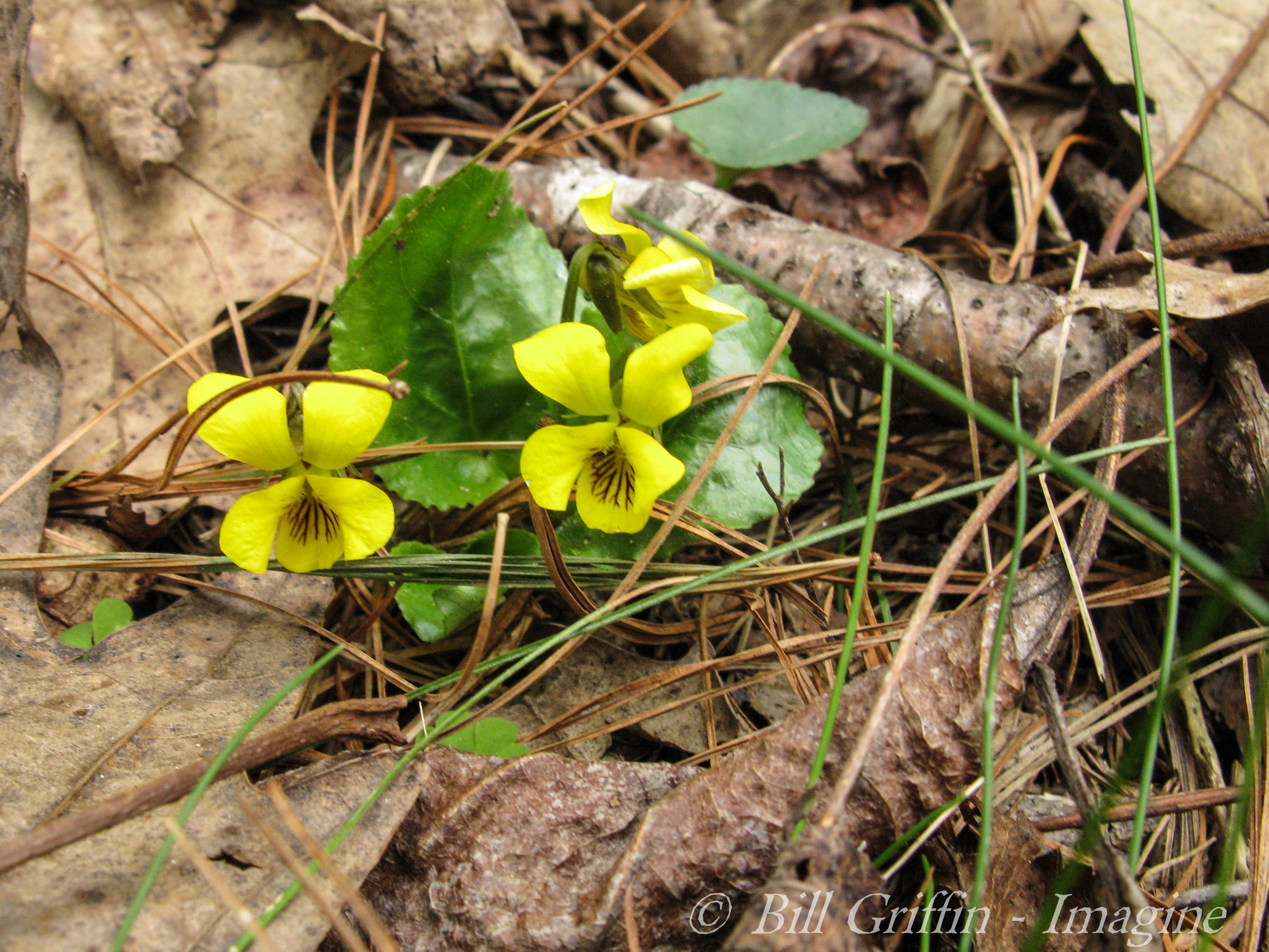 Earth Day — April 22, 2021 | V E R S E I M A G E