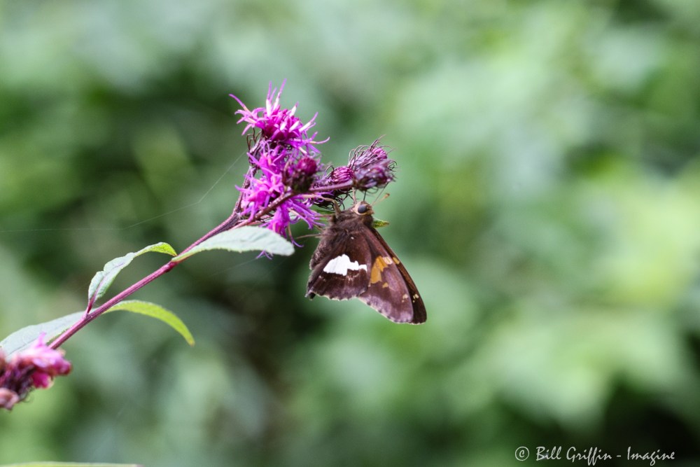Poetry and Earth – EARTH DAY | V E R S E and I M A G E